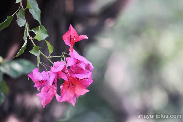 majedar shayari status in hindi and english with images - Shayari Plus